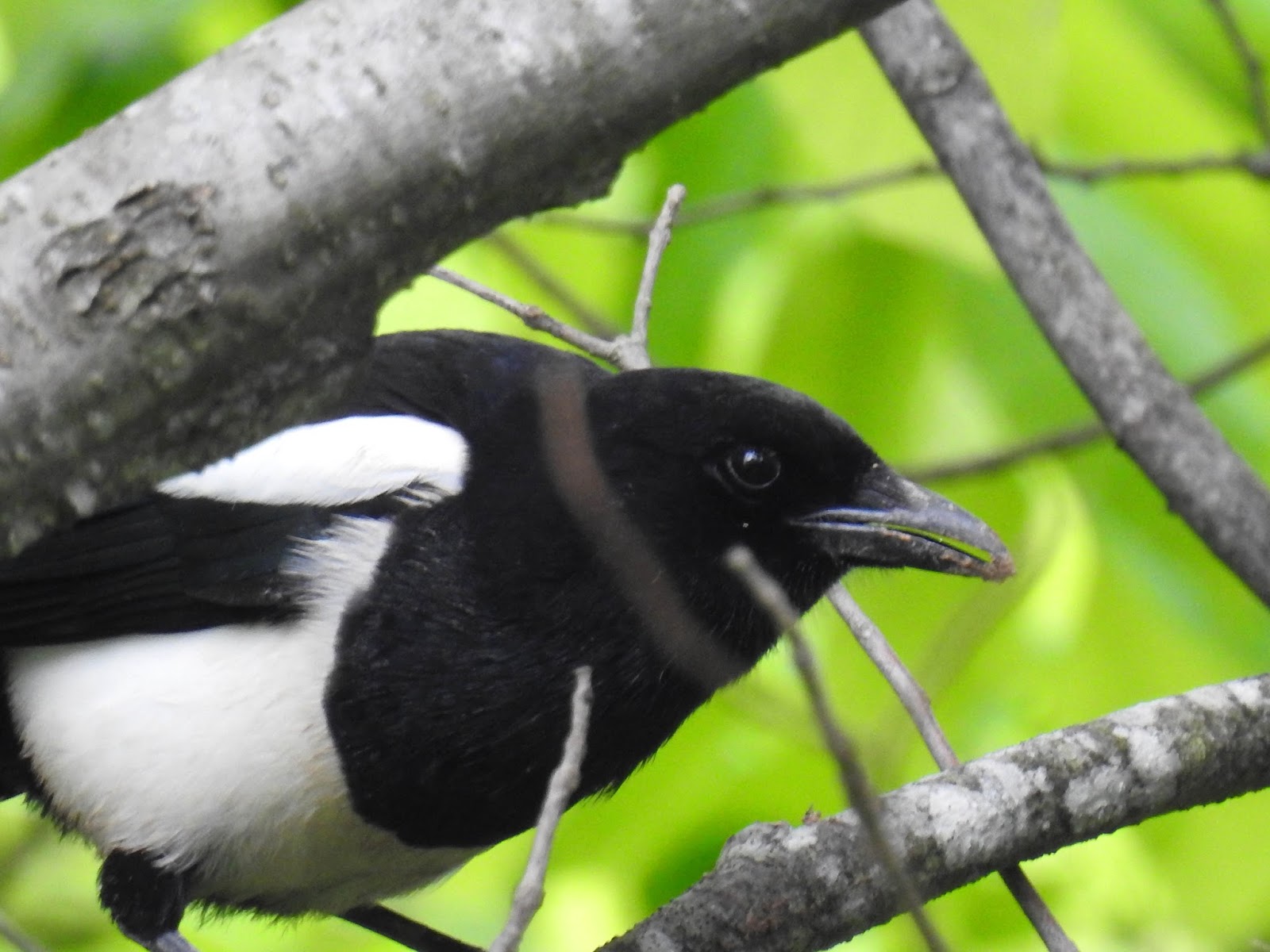 Nathan's Nature Adventure Blog: Northern Ontario Adventures