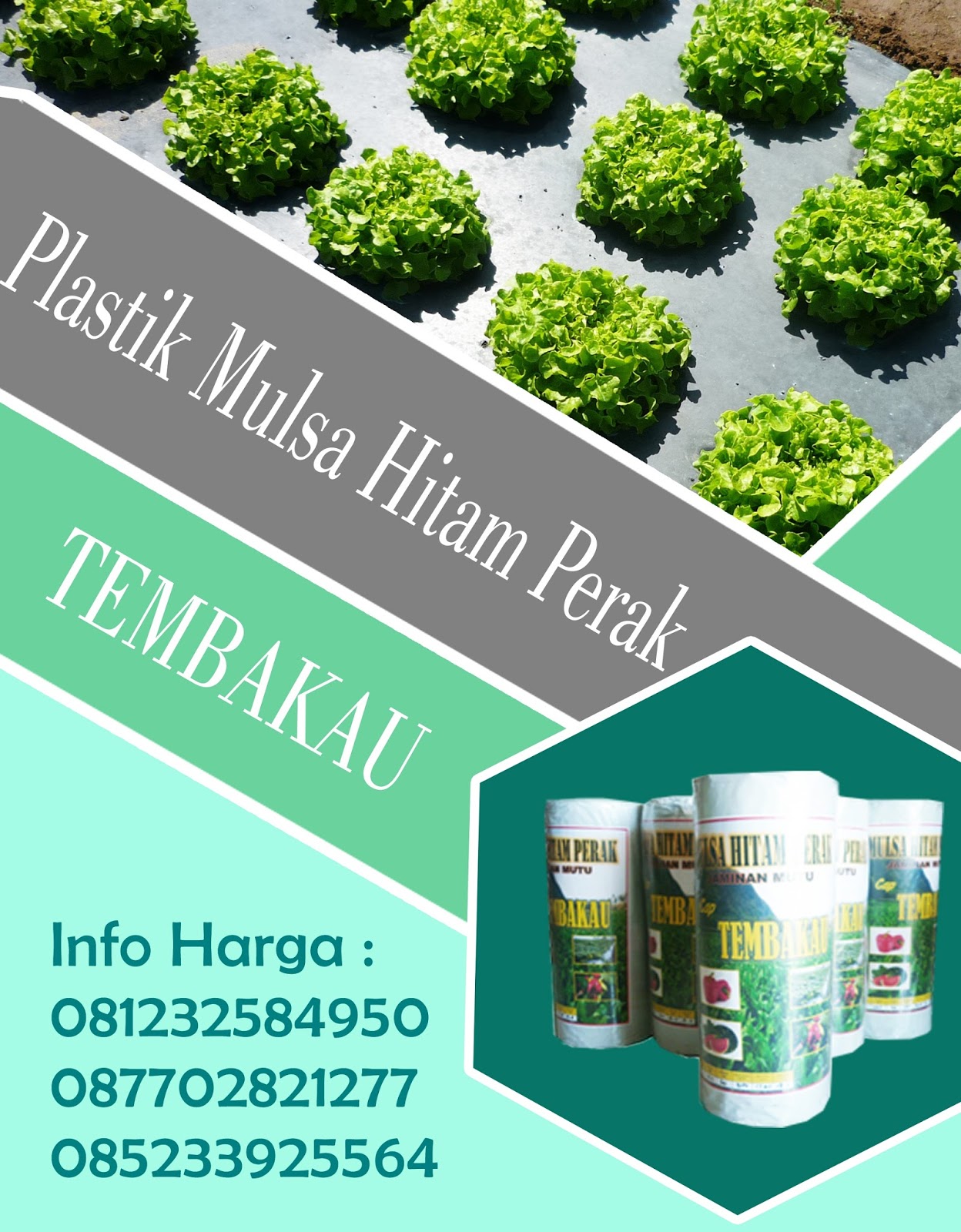 Tips & Trik Budidaya Tanaman Lobak