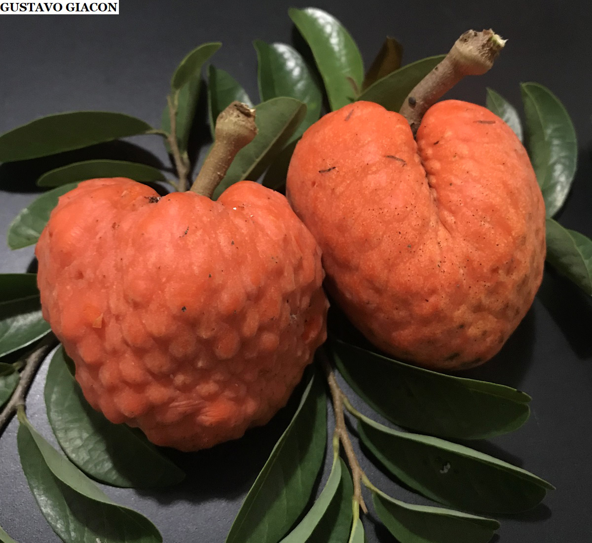 Viveiro Ciprest - Plantas Nativas e Exóticas: Anona Laranja da Bahia ...