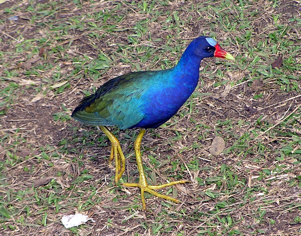 Región Sur de la República Dominicana : Provincia de Independencia
