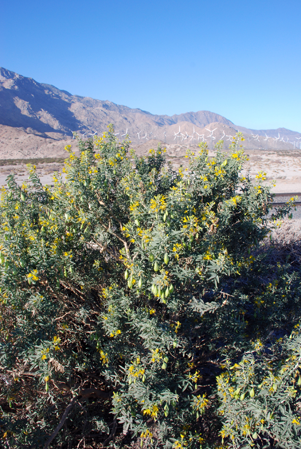Pennsylvania Street Gardens: Plant profile: Peritoma arboria (Bladderpod)