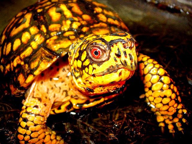 The Flying Tortoise: World Turtle And Tortoise Day...