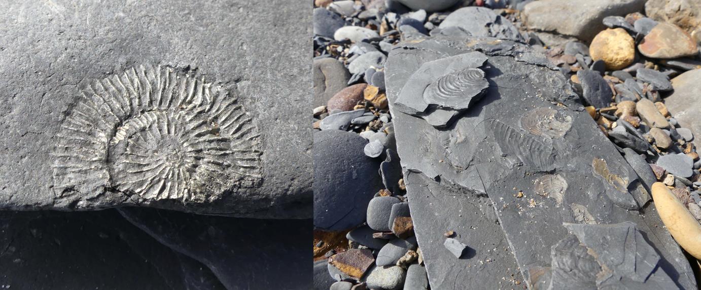 Julia Garner : Port Mulgrave fossils.