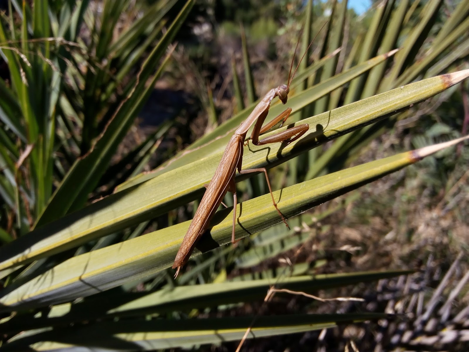 COMO CAZA LA MANTIS RELIGIOSA