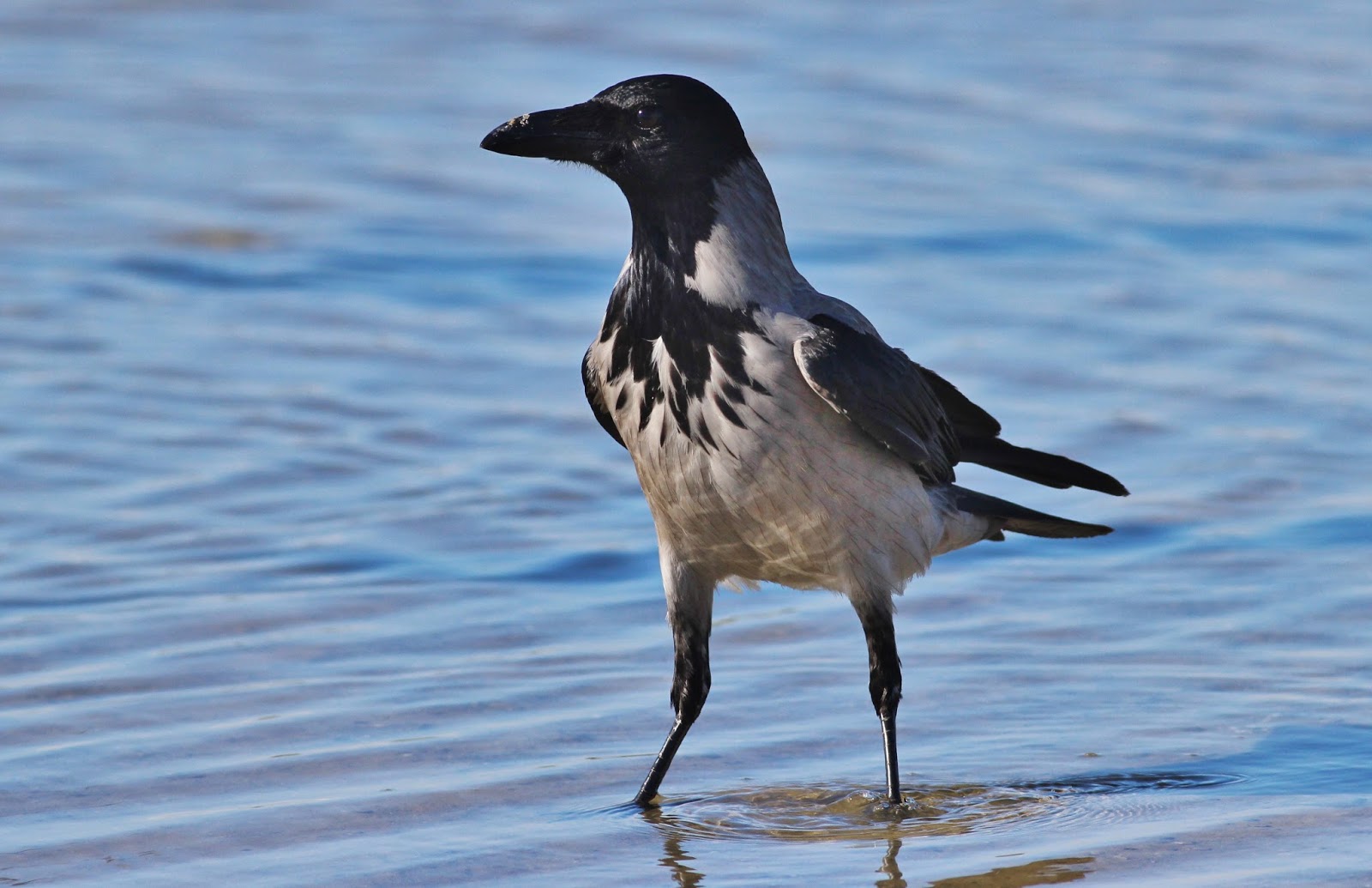 Biodiversity of Cyprus by NGO Protection of the Natural Heritage and ...