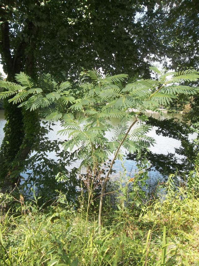 Future Plants by Randy Stewart: Albizia - Siris / Silk Trees