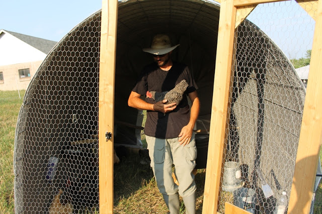 How To Move Chickens | Gypsy Farmgirl