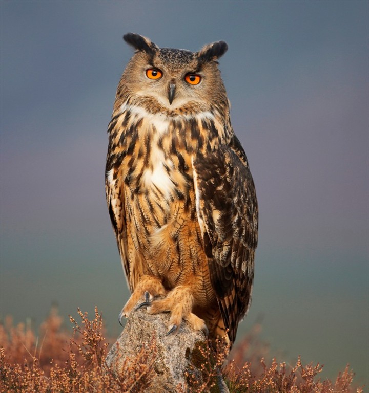 Buho 1080P, 2K, 4K, 5K HD Wallpapers Free Download, 46% OFF