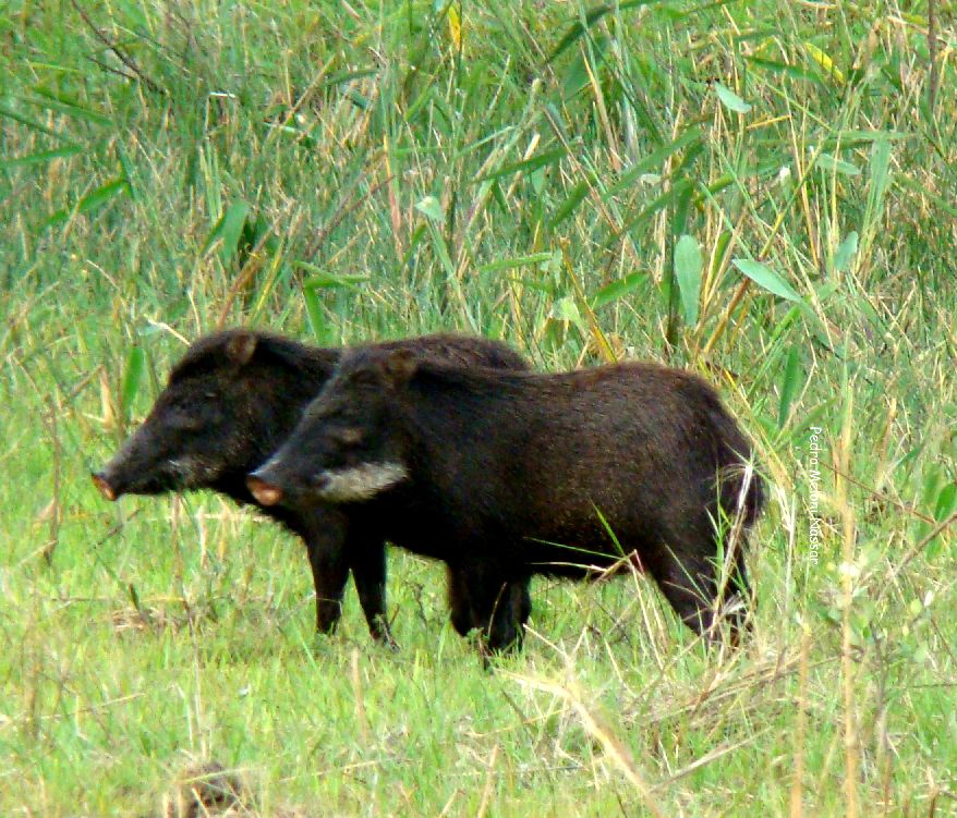 Fauna Brasileira: queixada