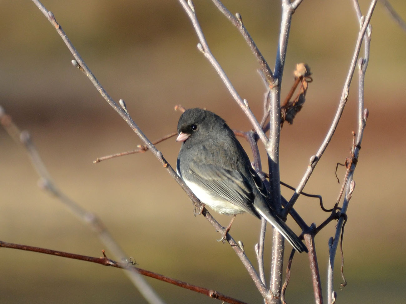 Woods Walks and Wildlife: Dark-eyed Juncos