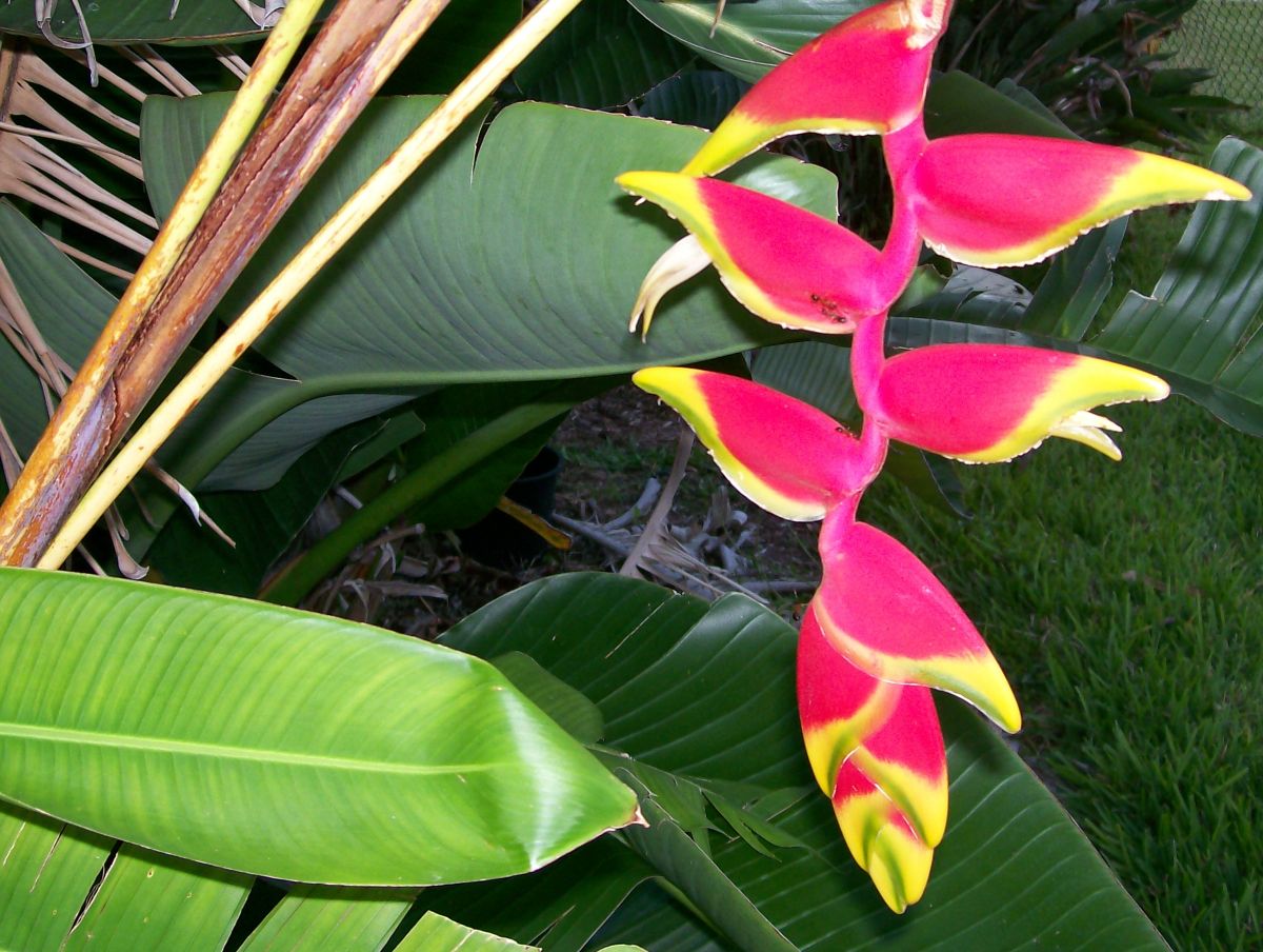 PlantWerkz: Heliconia Rostrata - Lobster Claw