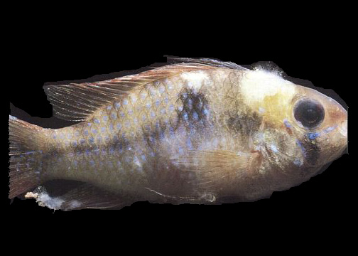 MicroBichos: Saprolegnia sp. un organismo parasitoide