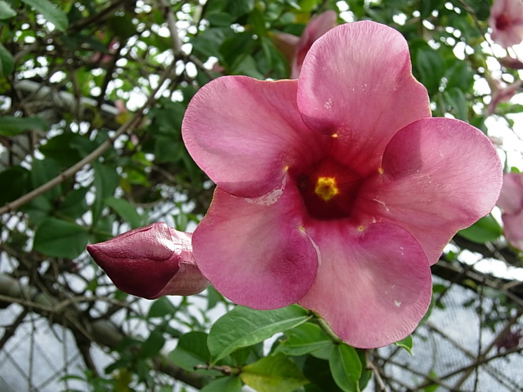 pokok-pokok: Pokok alamanda atau bunga loceng