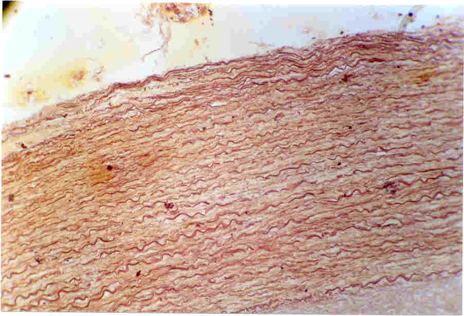 Buenas Ayudas MED.: HISTOLOGÍA