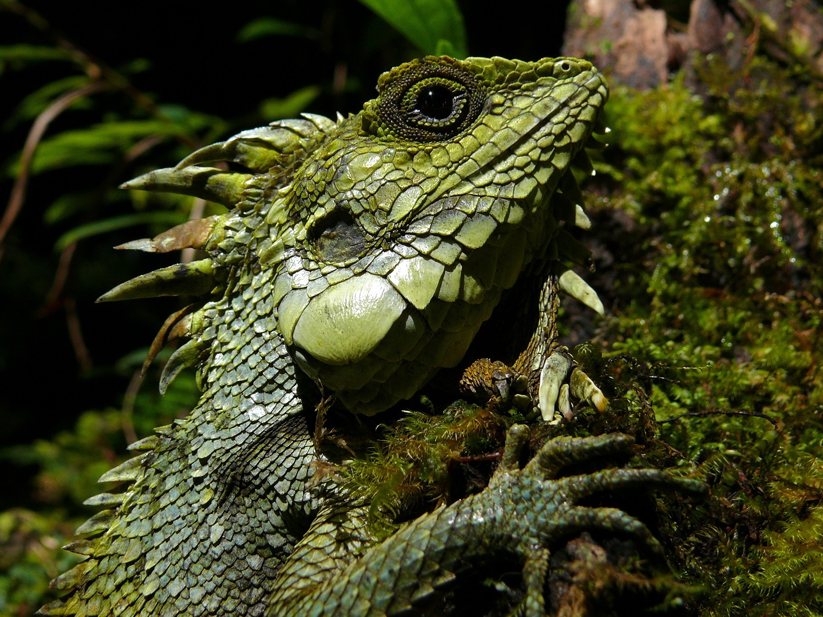 Real Monstrosities: Kinabalu Crested Dragon