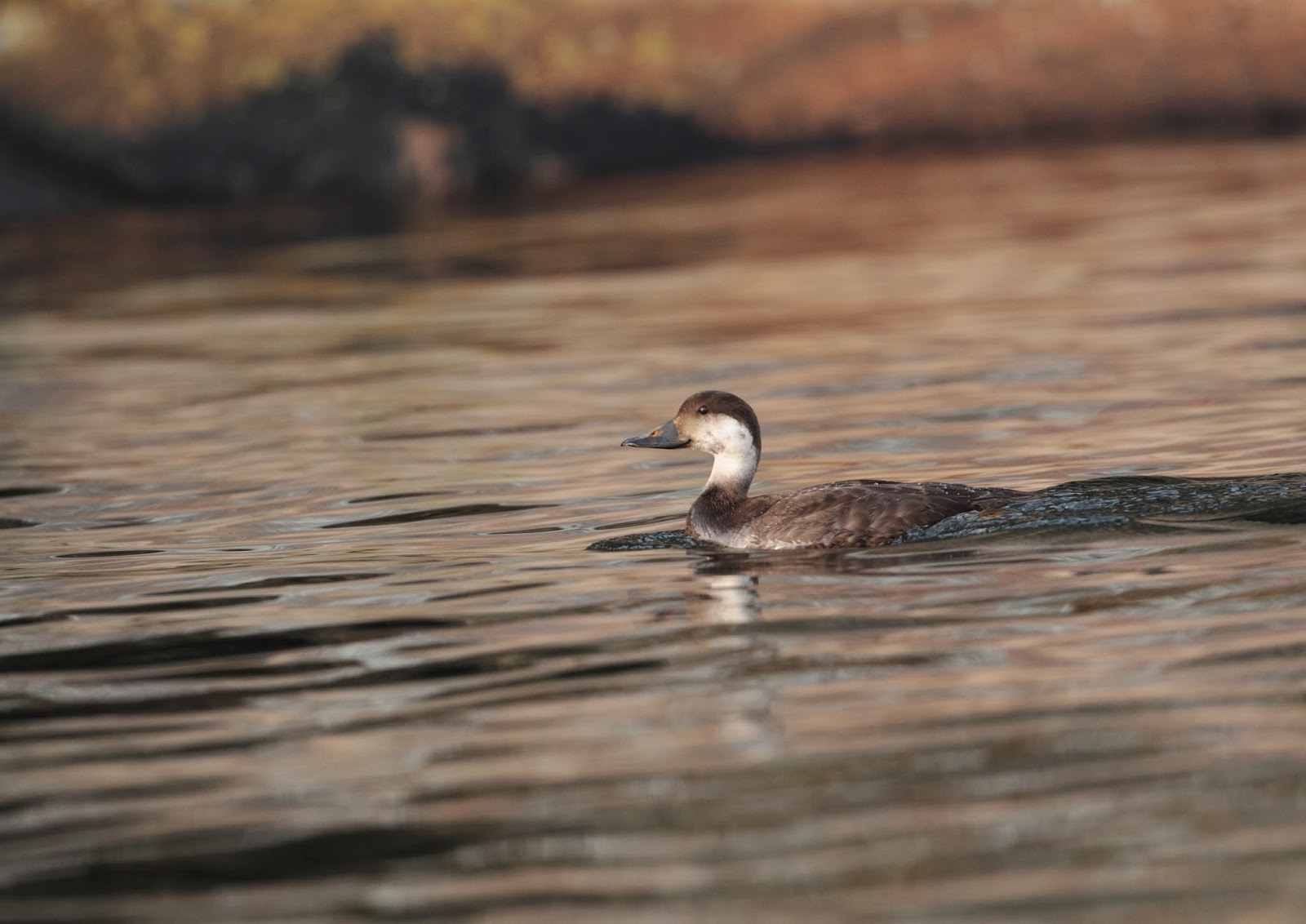 Norsk Zoologisk Forening Sørlandsavdelingen: november 2013