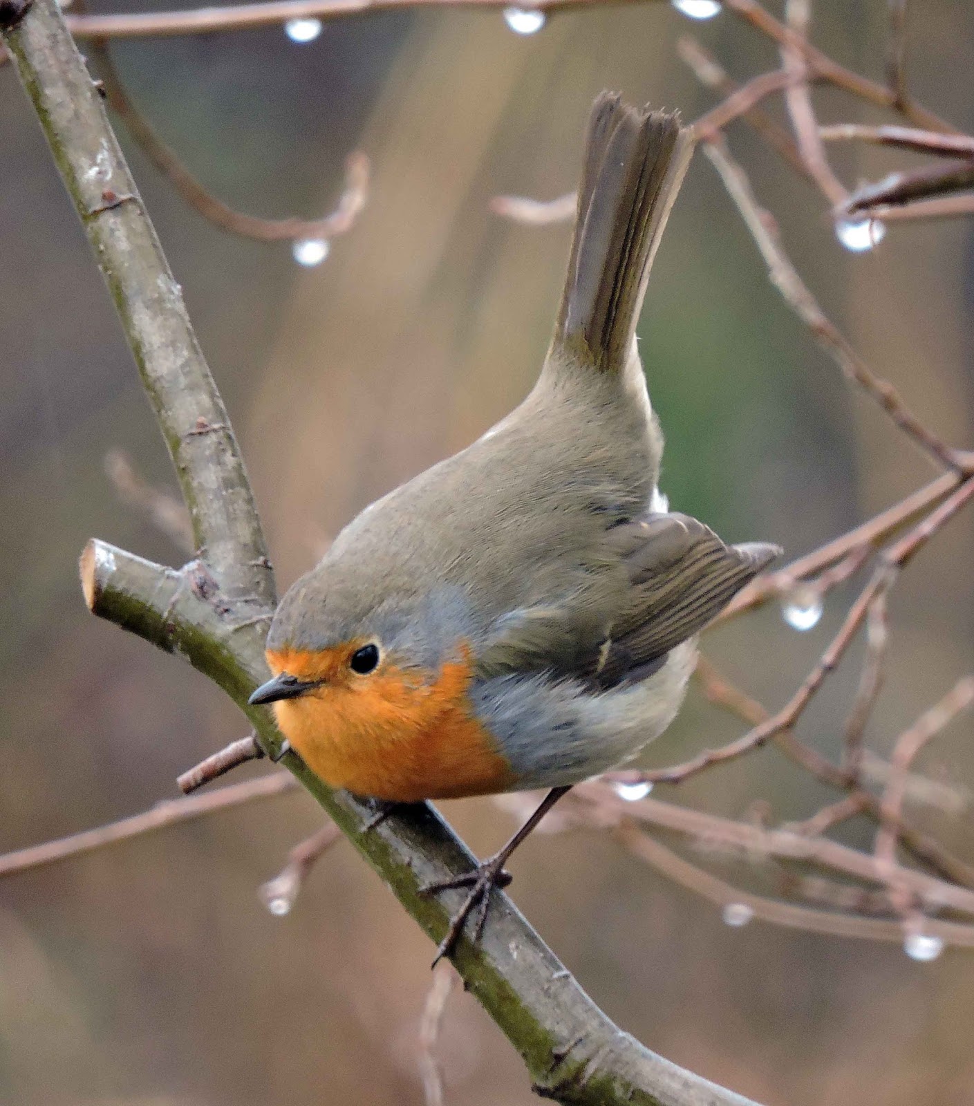 Blog del Màrius Domingo, Ca la Gallineta: El pit-roig.