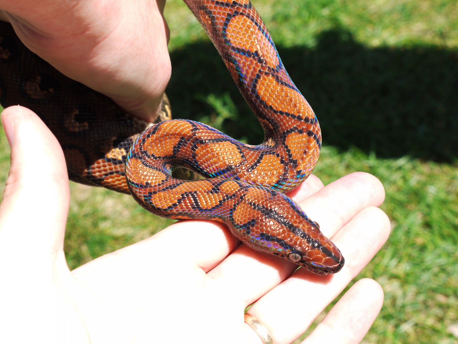 Schenectady photographs: Pretty snake