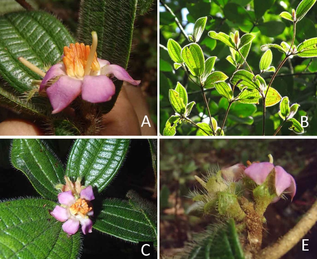 Species New to Science: [Botany • 2018] Blakea echinata ...