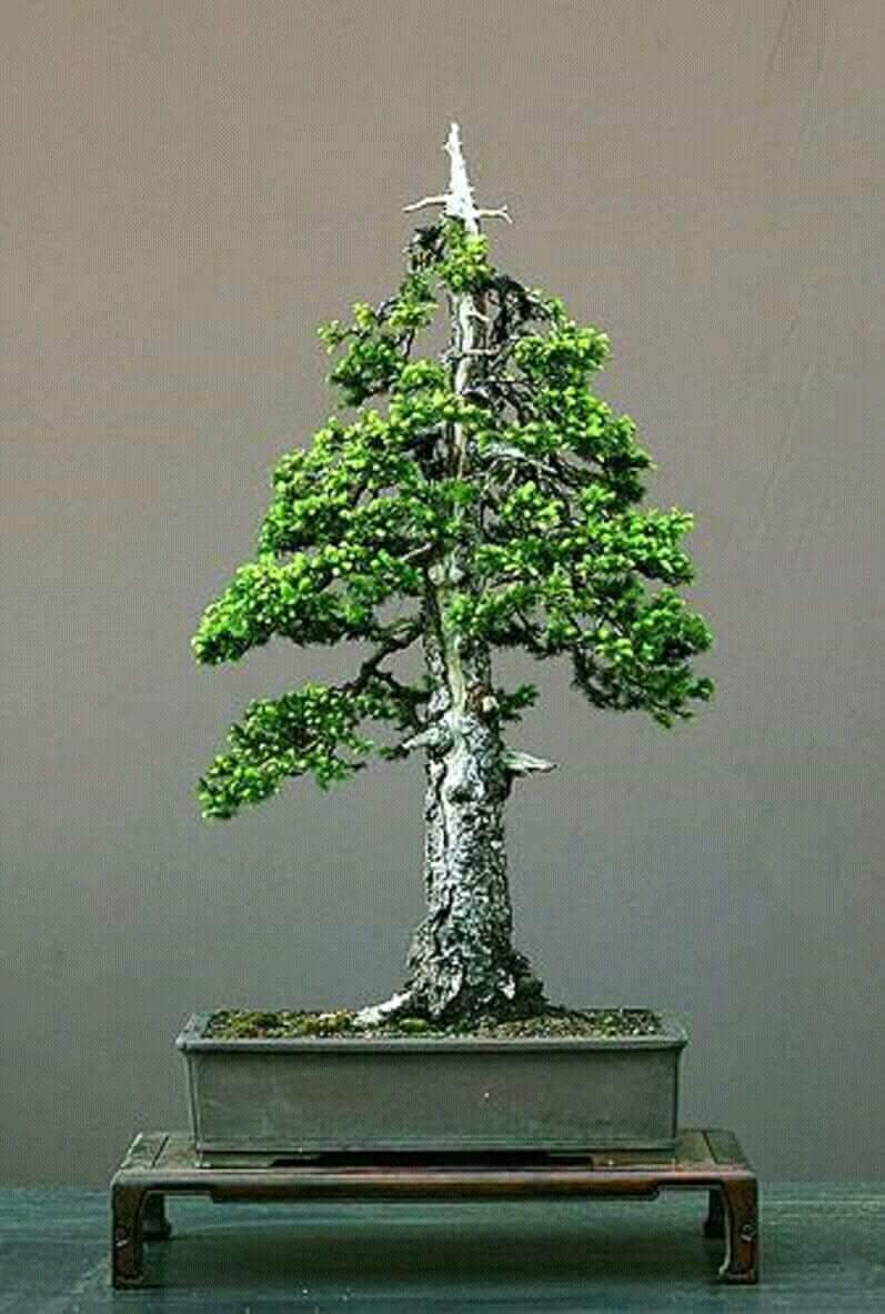 SRIADY FAISAL: Pembentukan Tajuk Pohon Bonsai