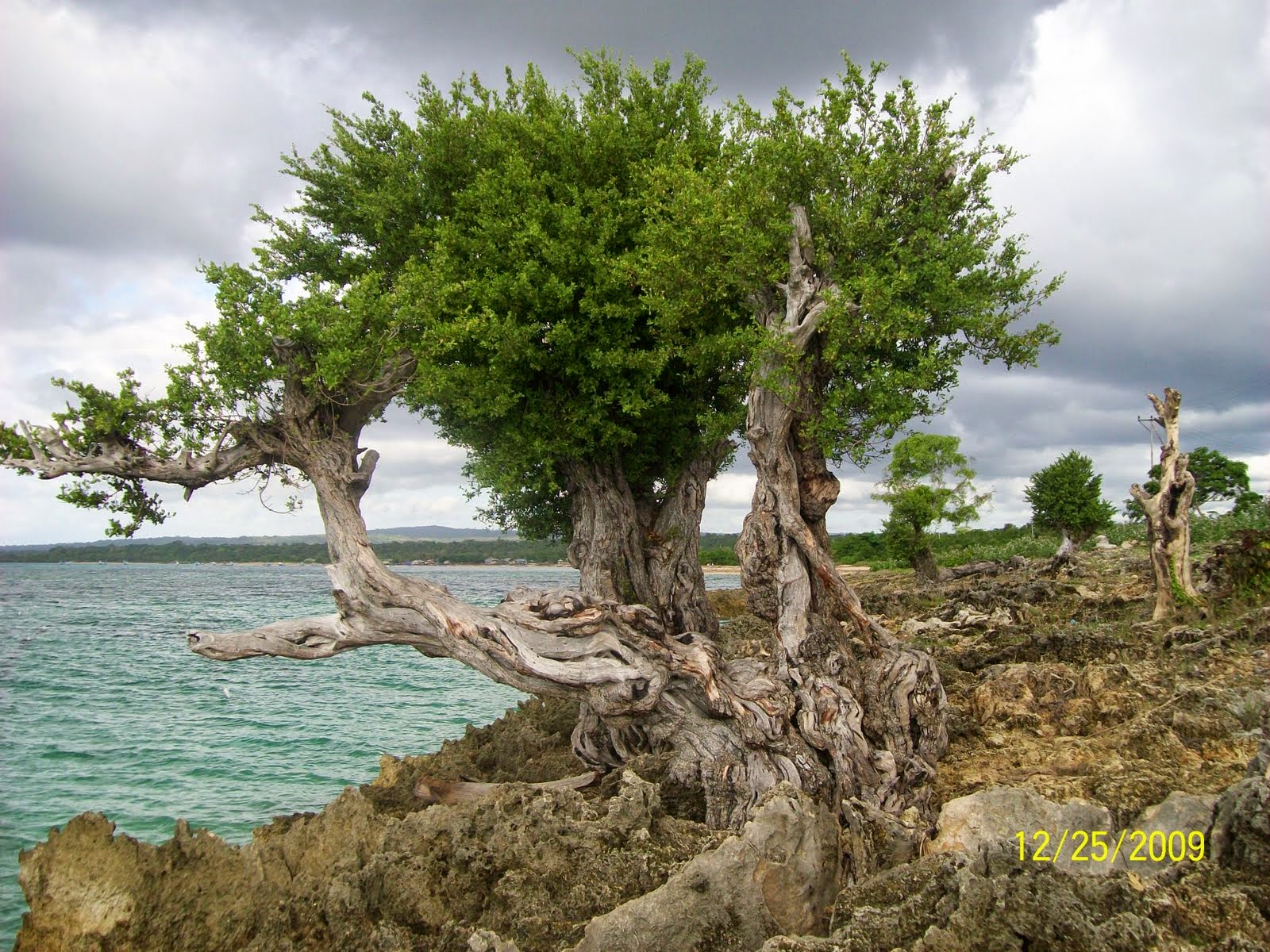 Jual Bakalan Bonsai: SANTIGI (pemphis acidula)