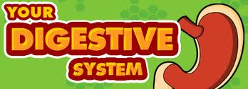 For Primary Kids: Natural Science 3rd & Science 4th - Digestive system quiz