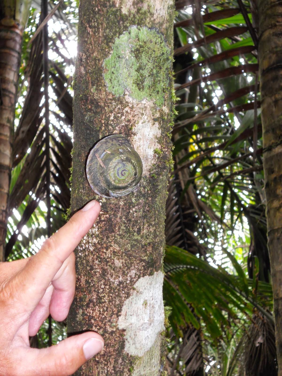 Our Big Adventure: El Yunque National Forest Puerto Rico