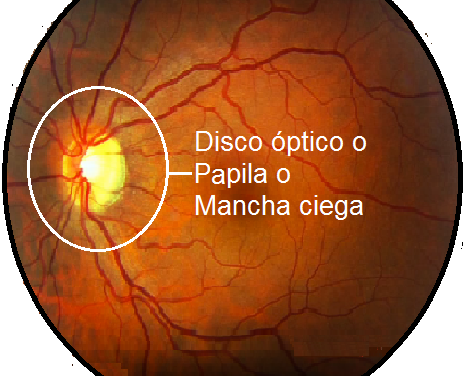 ERIKA ROJAS PORTILLA: NERVIO ÓPTICO