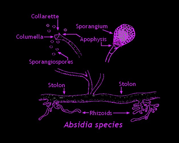 Fun With Microbiology (What's Buggin' You?): Absidia corymbifera ...