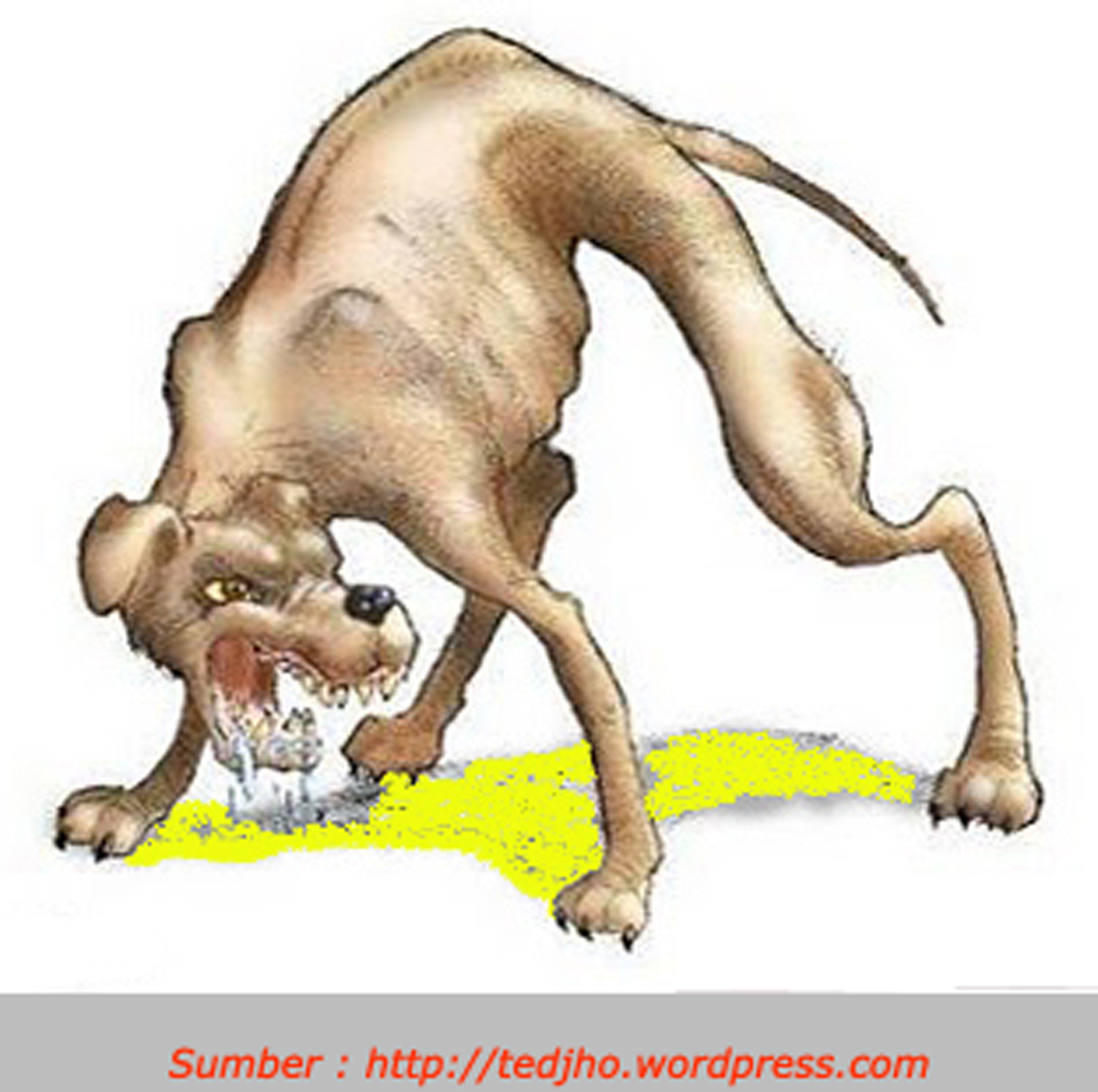 RABIES |Media Penyuluhan Pertanian