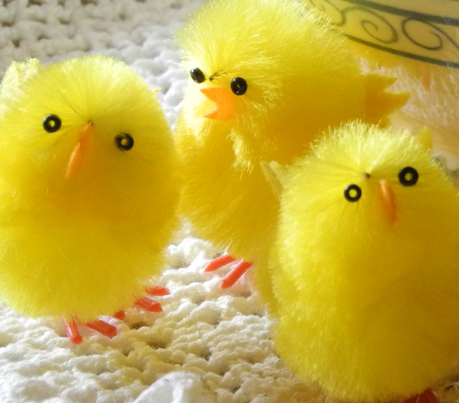 A Haven for Vee: Chickies