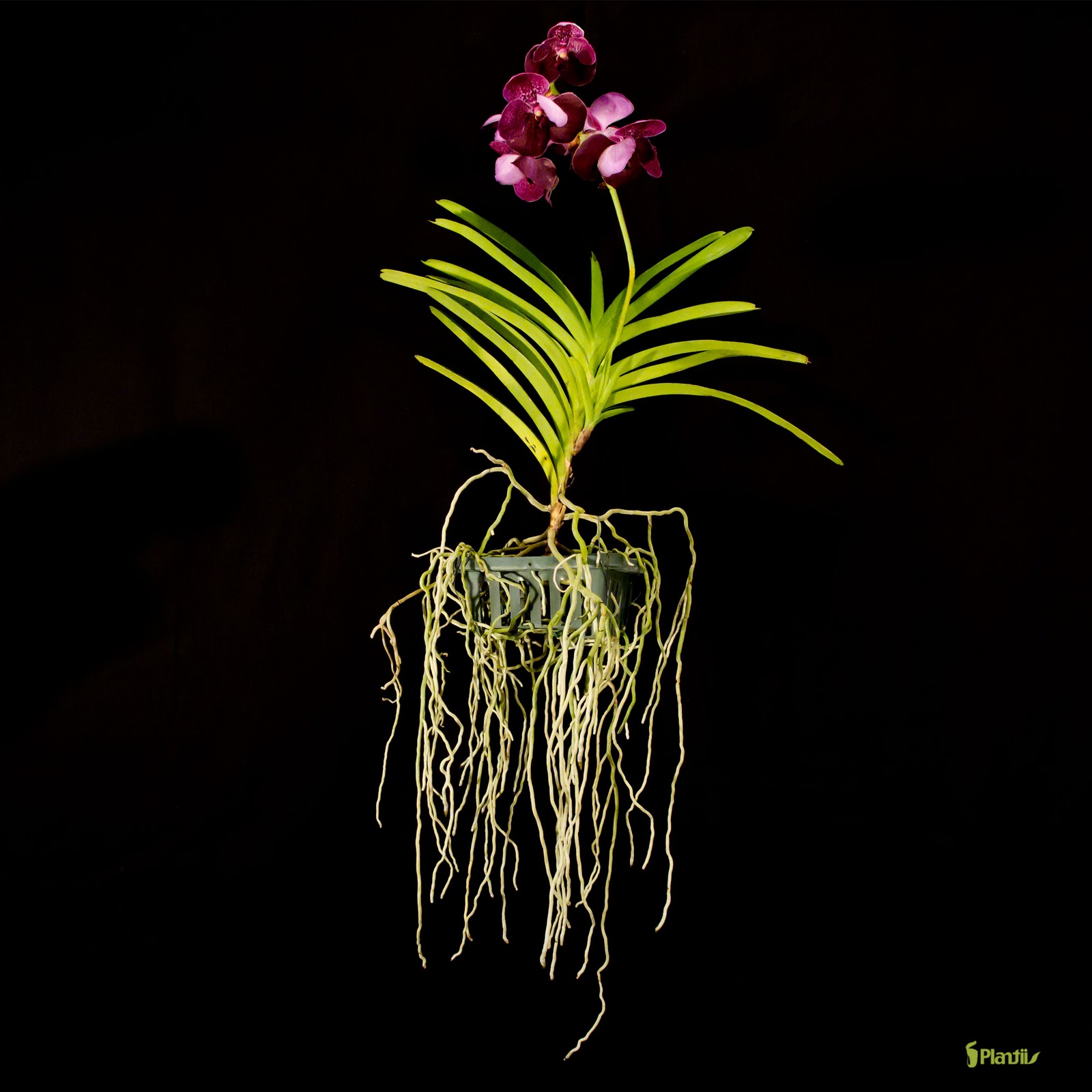 You'll Never Walk Alone: Budidaya Anggrek