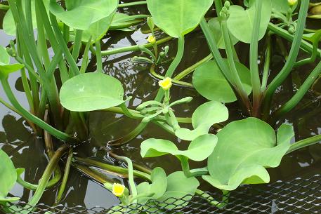 7 Tanaman Yang Ternyata Sehat dan Bisa Dimakan