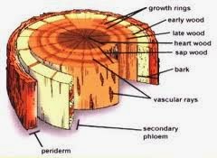 Signature Tree Service: ANATOMY OF A REDWOOD & OAK TREE (Exogenous Trees)