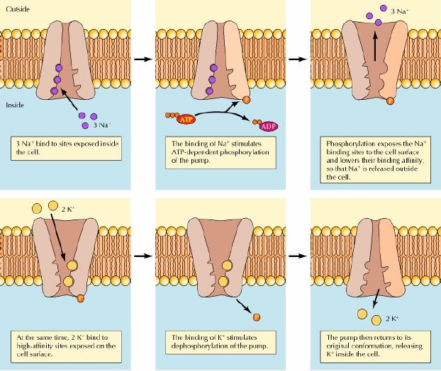 My biology: Transpor Membran