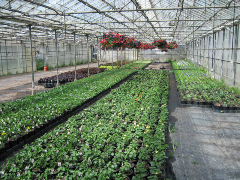 Porch Pansy: Koida Greenhouses June 7