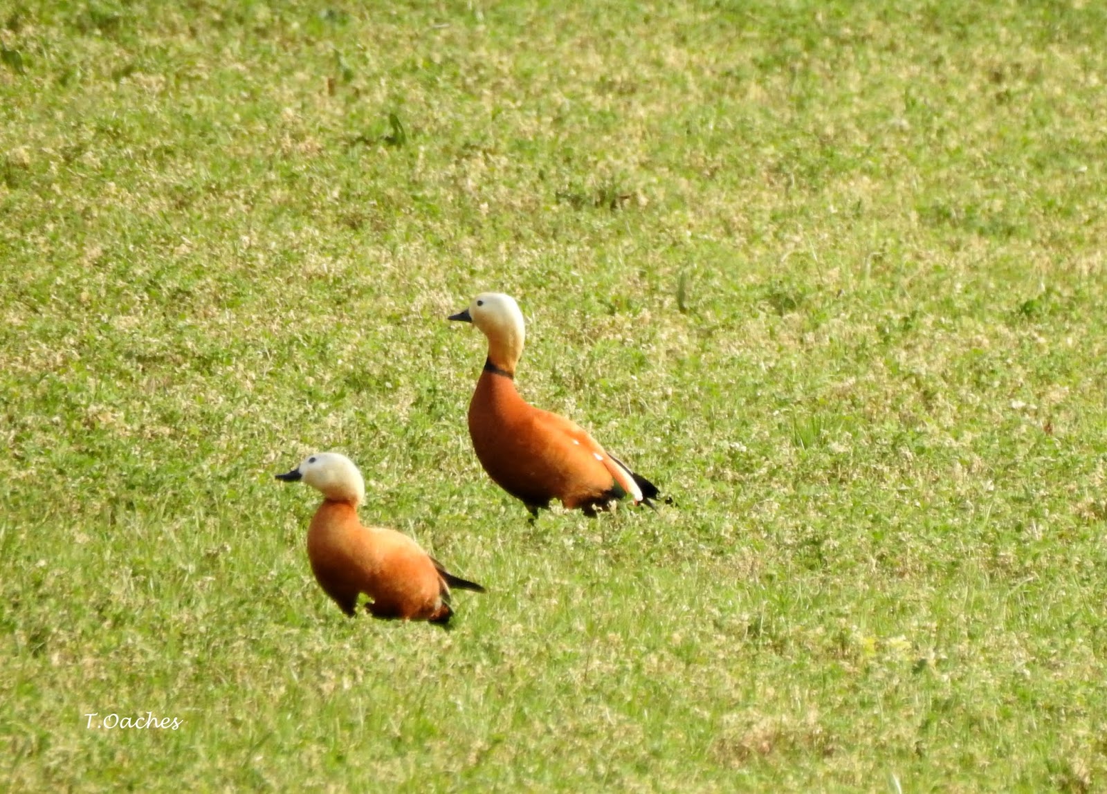 PASARI DIN ROMANIA: CALIFAR ROSU, Tadorna ferruginea