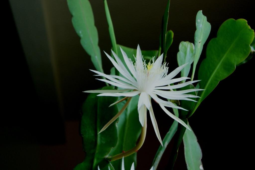 My little vegetable garden: another bunga bakawali