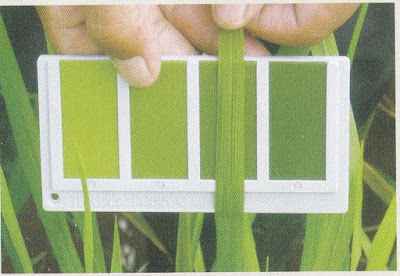 BAGAN WARNA DAUN - pemuda tani