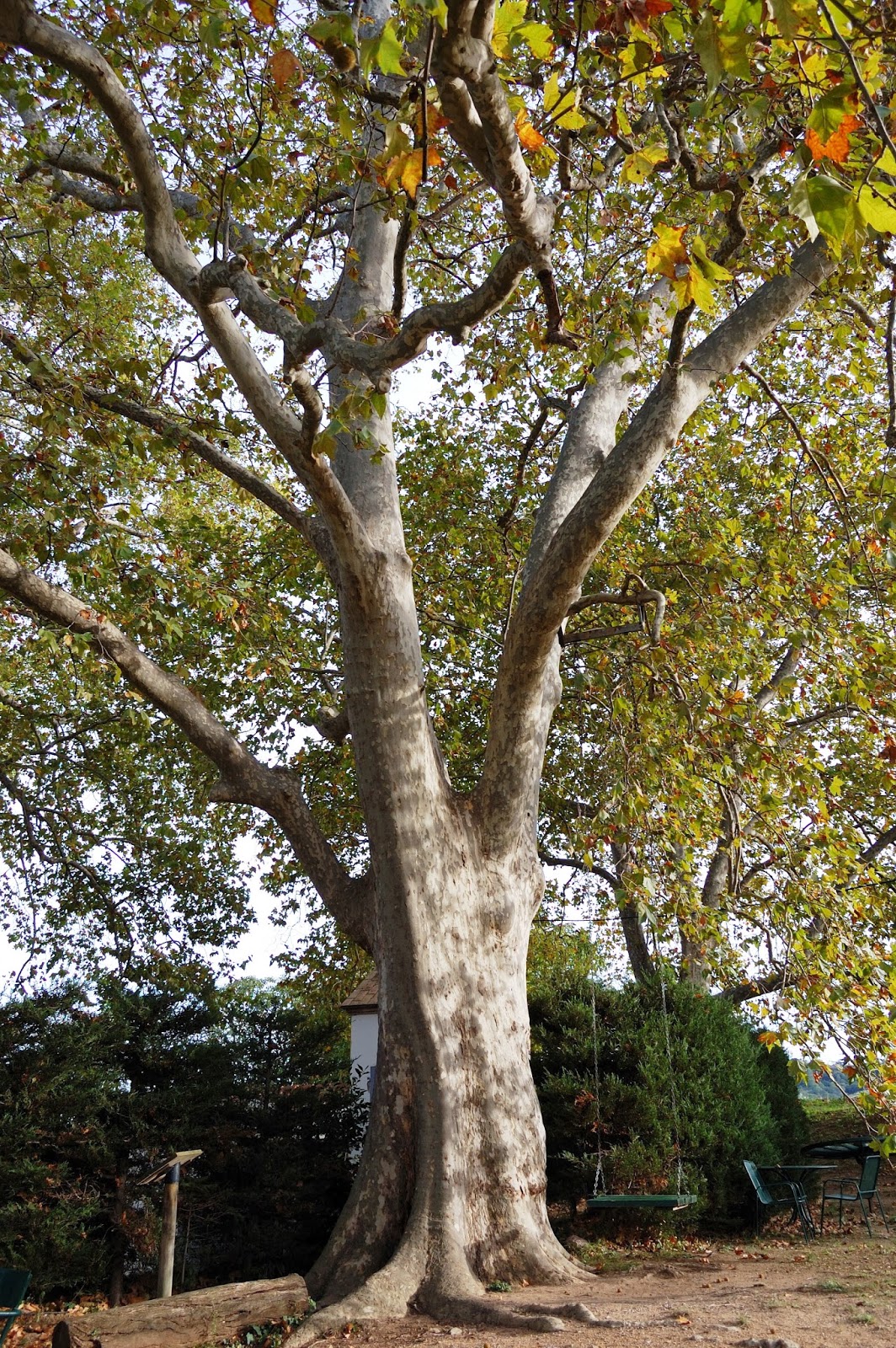 Blog d'una selenita: Plàtana Grossa d'en Massot (Darnius) i Plàtan de ...