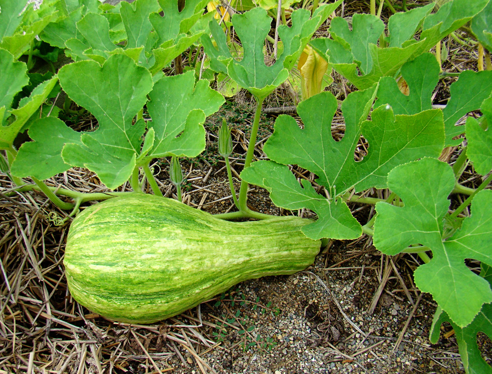 Rurification | Robin Edmundson: Greek Sweet Red Squash