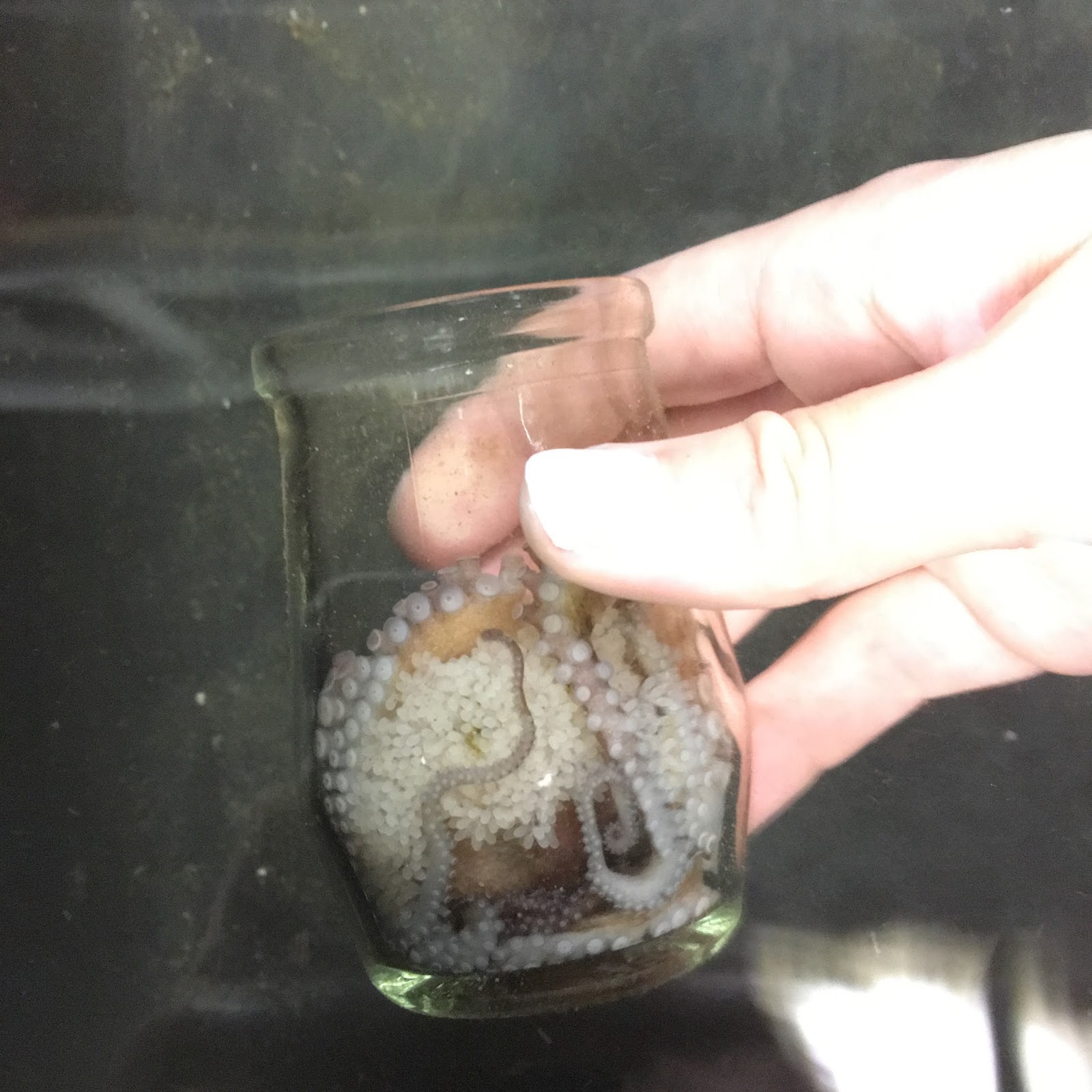 NZ Marine Studies Centre: 2018