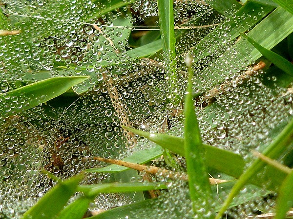 Vivo intensamente as coisas mais simples: * Orvalho