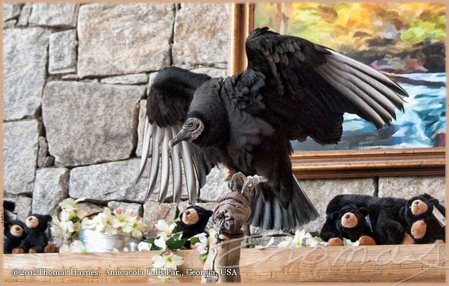 Landing Heron.. awkward beauty Cats, Photos,Jewelry,Jesus: Vultures ...