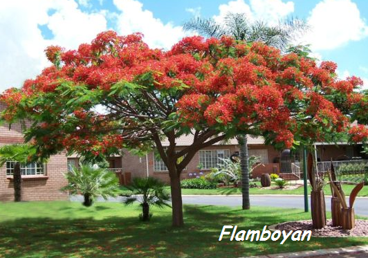 Terbaru 16+ Gambar Pohon Bunga Flamboyan - Gambar Bunga Indah