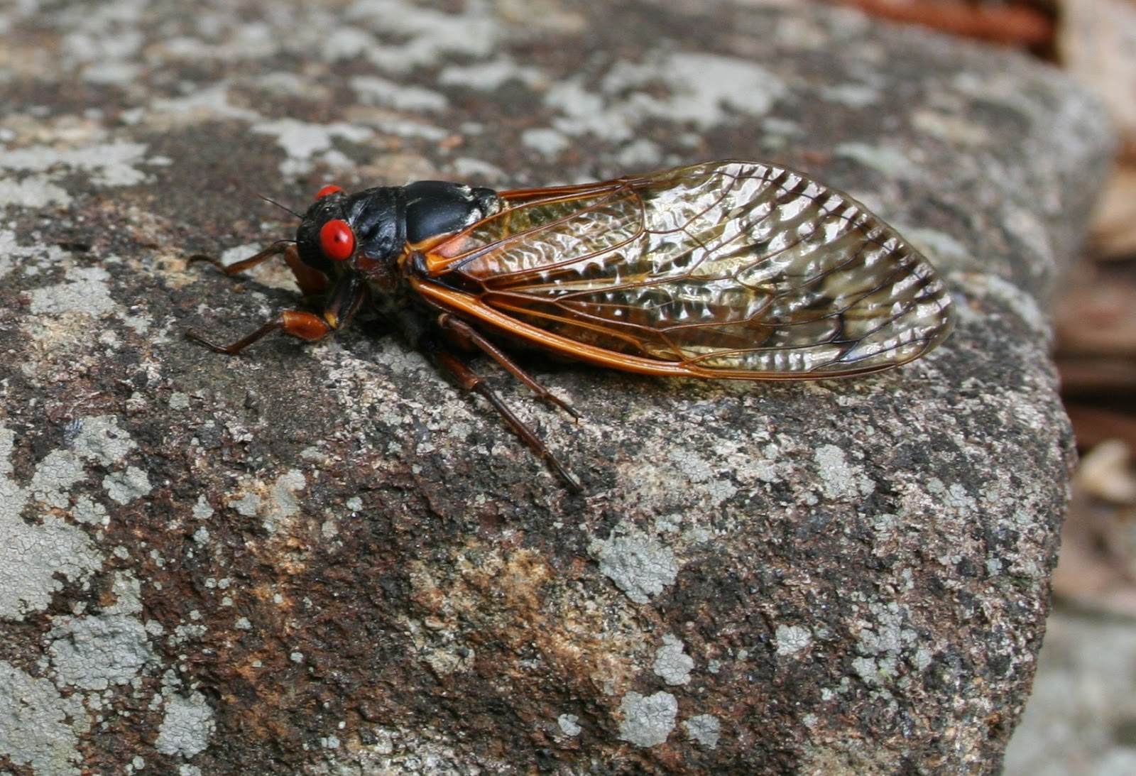 Hoot Owl Karma: Magicicada, Cicada Magic