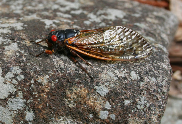 Hoot Owl Karma: Magicicada, Cicada Magic