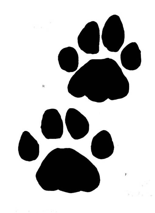 Anomalous Observational Phenomena: The 2009 Gympie "Big Cat" Tracks ...