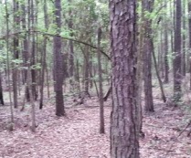 Interesting Places & Friendly Faces: Twin Rivers State Forest: Blue ...