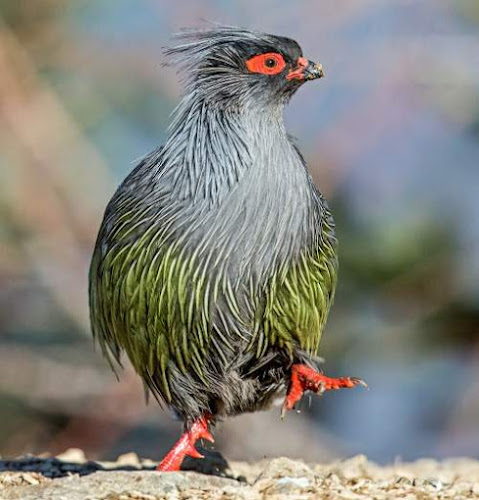 Blood pheasant images | Birds of India | Bird World